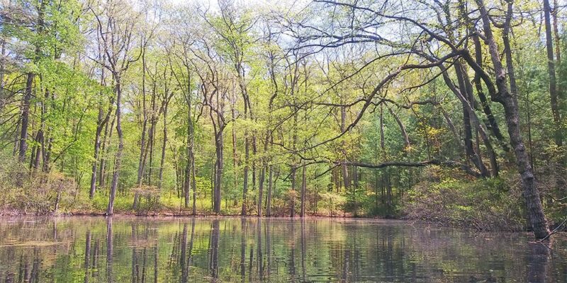 Wetlands in the spring are enjoyable spots to visit | News, Sports ...
